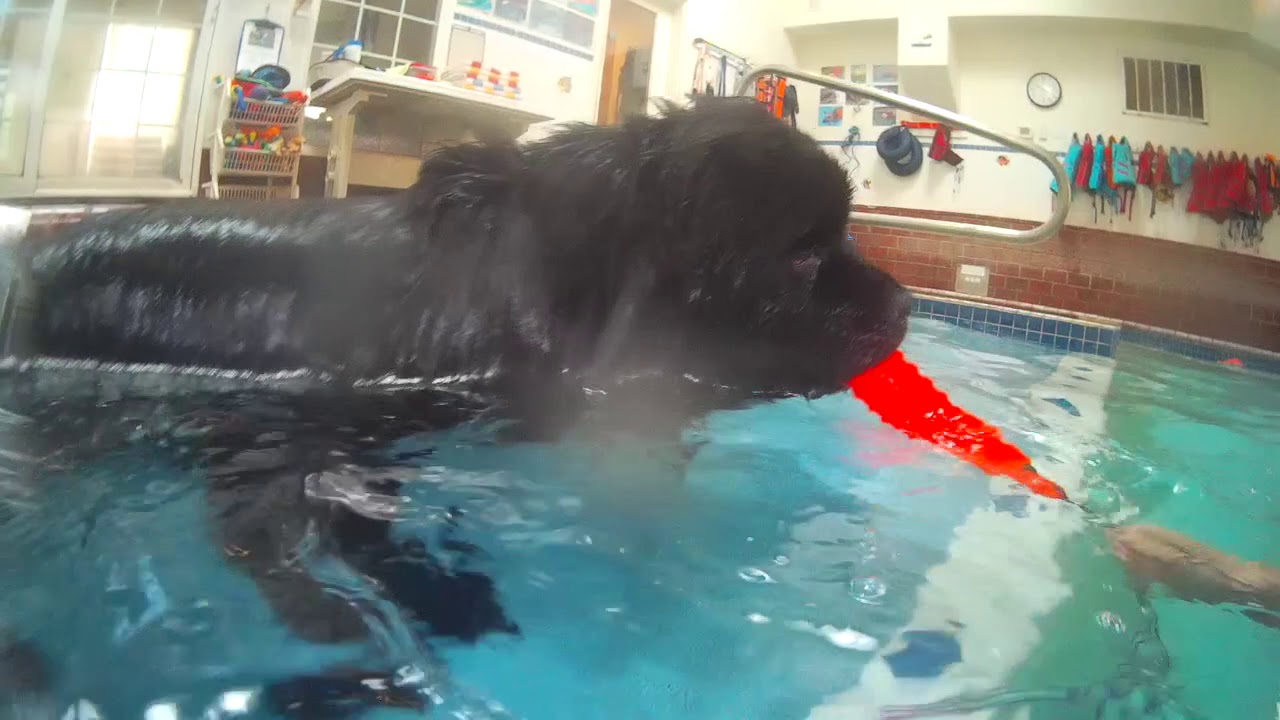 dog pool vlog! - YouTube