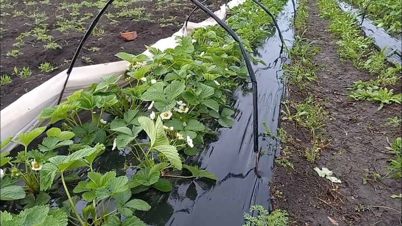 Земляника садовая Мурано,прикорневая , прирожковая гниль. - YouTube