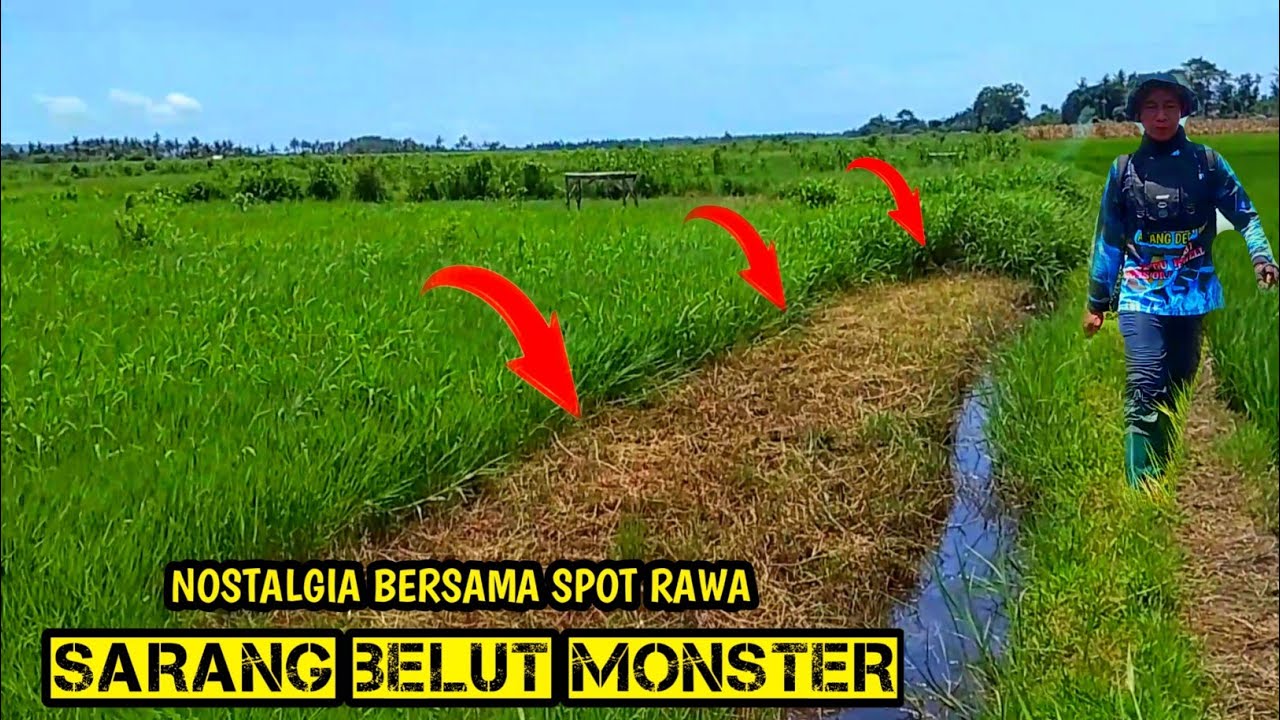 NOSTALGIA‼️DI SPOT RAWA TEMPATNYA BELUT-BELUT MONSTER - YouTube