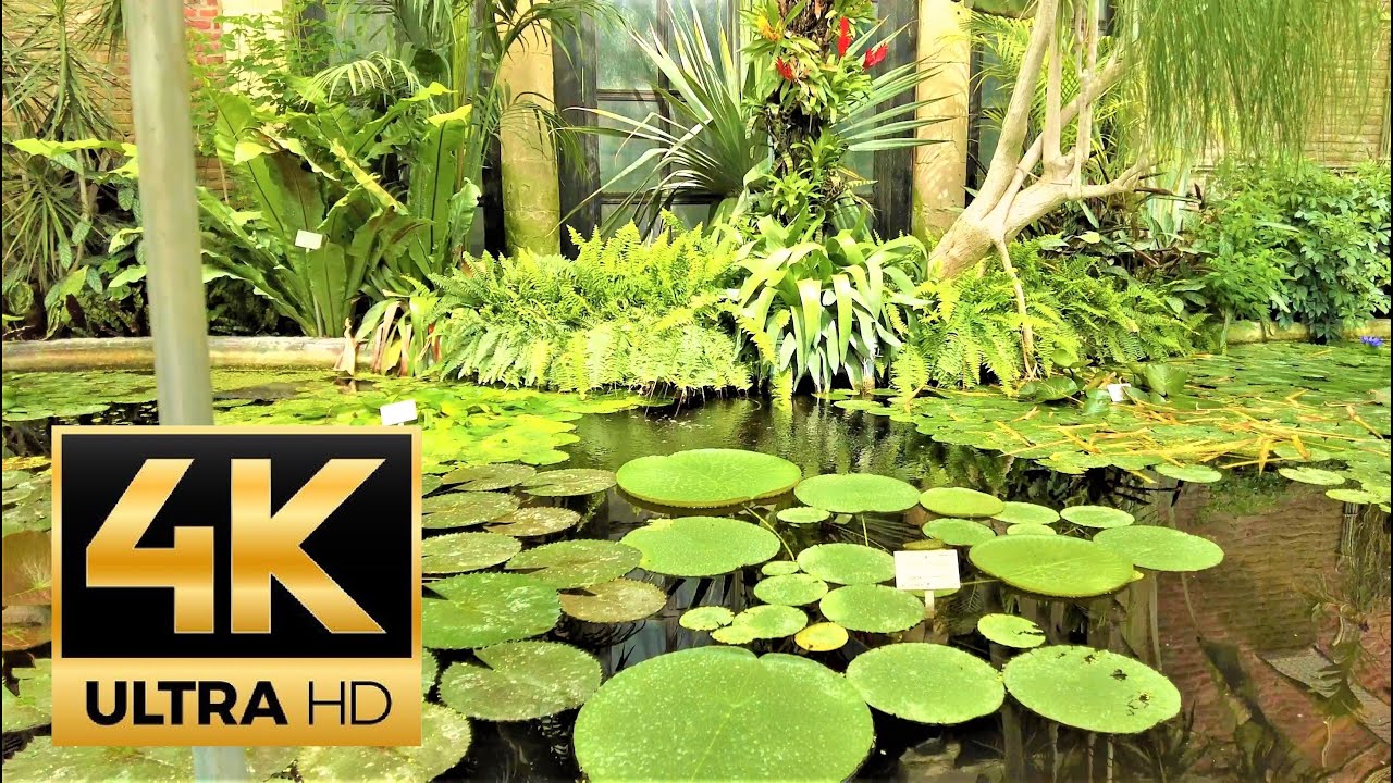 Botanical garden 4K 60fps Leuven 🇧🇪 Belgium 🇧🇪 Jardin botanique 4K UHD ...