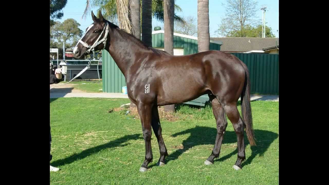 More Than Ready - St. Kate Colt - YouTube