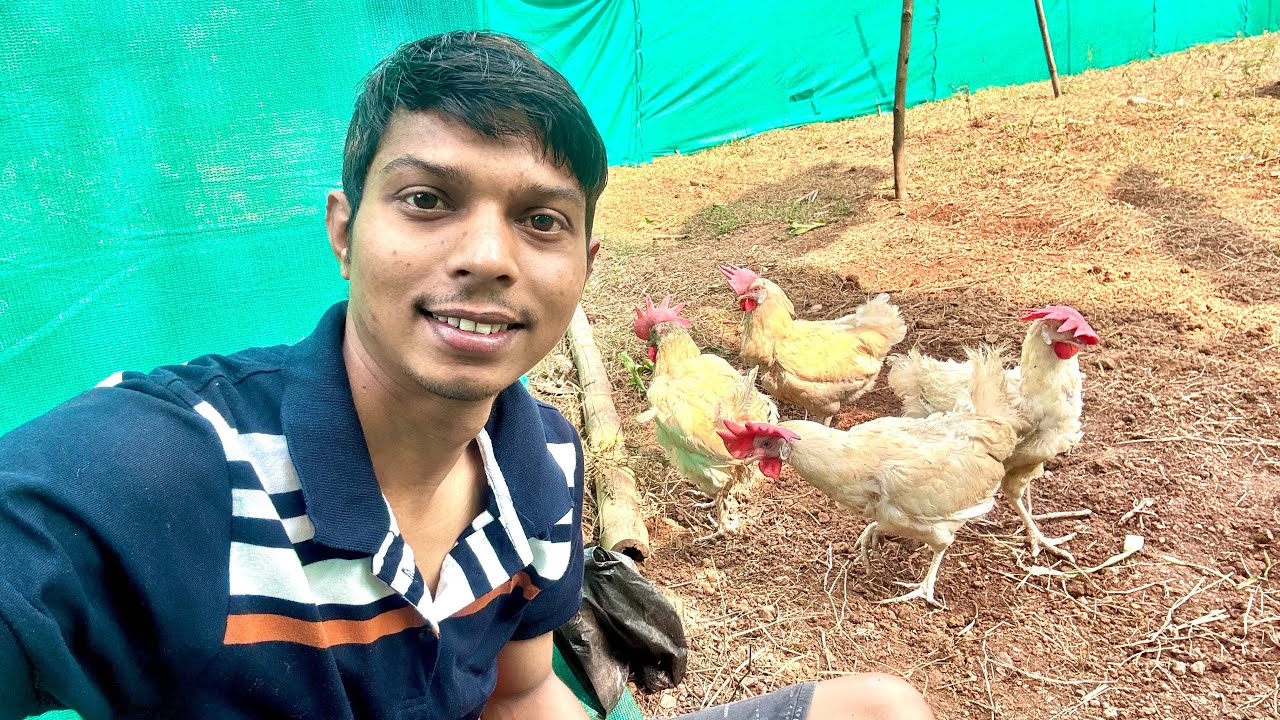 ଲେୟର୍ କୁକୁଡା ଆସିଲେ॥Desi Kukuda Farm ॥ Desi Chicken Farming In Odisha ...
