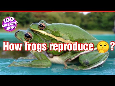 How do frogs reproduce🤫 sexually? - YouTube