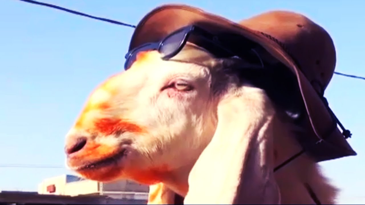 Burger Bakra The Coolest Goat in Town - Pakistan - YouTube