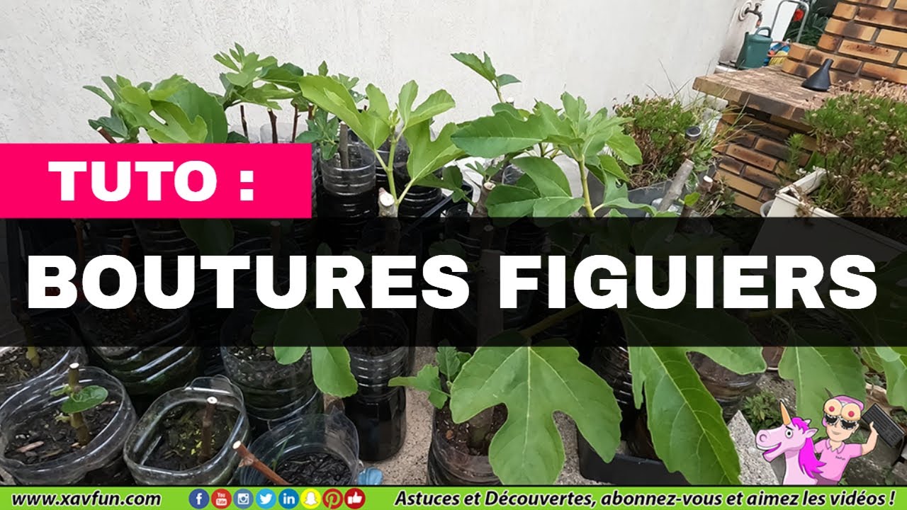 COMMENT FAIRE UNE BOUTURE DE FIGUIER ? 100% Débutant ! - YouTube