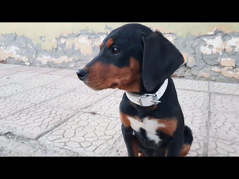 Sevimli Av Köpekleri 🐕🐶🐶 | Av Köpeği Eğitimi | Yavru Köpek Tavşan Eğitimi | Av Köpeği