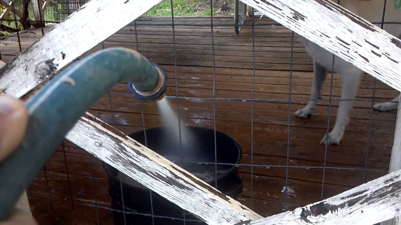 Dog biting water - YouTube