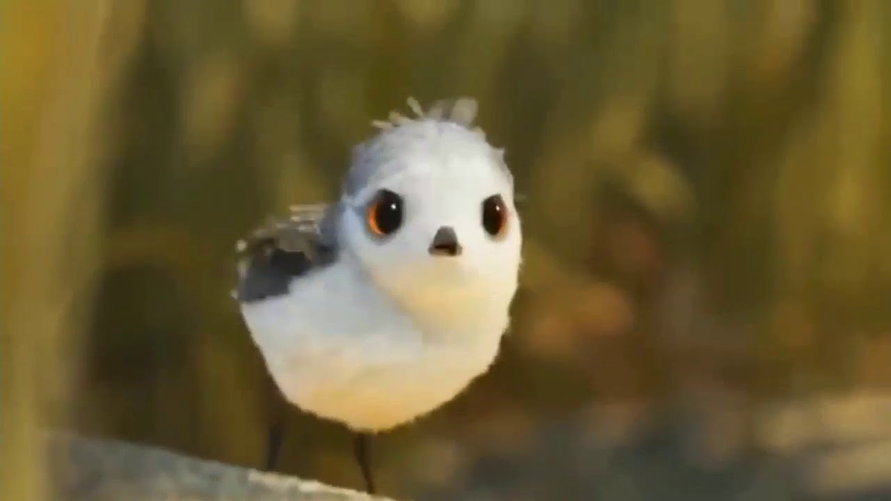 Piper- Short Animation film - YouTube