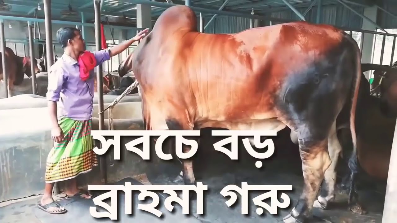 Sadeek Agros Biggest Brahma cow in Bangladesh imported from America ...