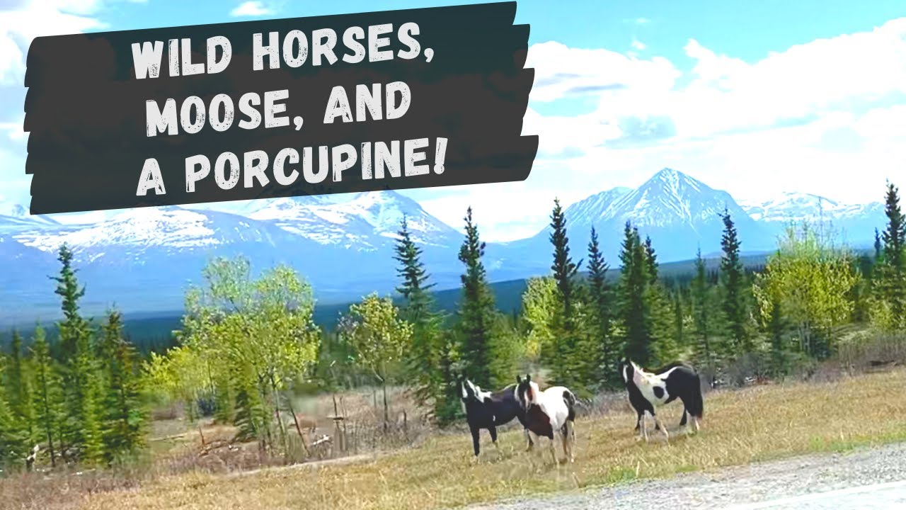 Wild horses, moose and a porcupine! - YouTube