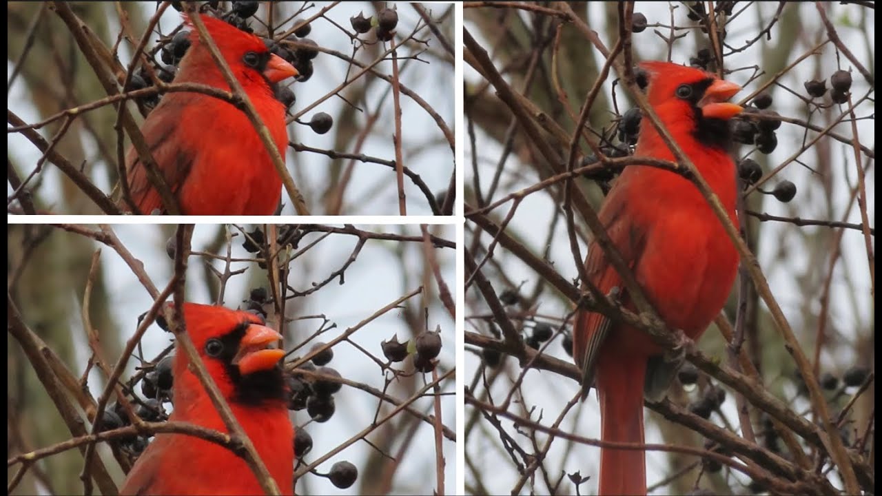Male Northern Cardinal Singing || Cardinal Song in 4K || Canon ...