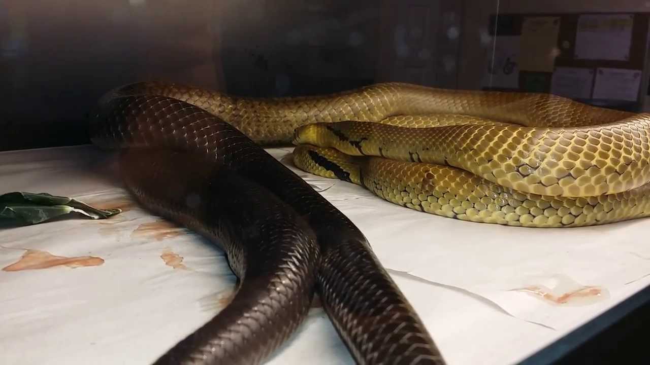 Cribo Breeding action - YouTube