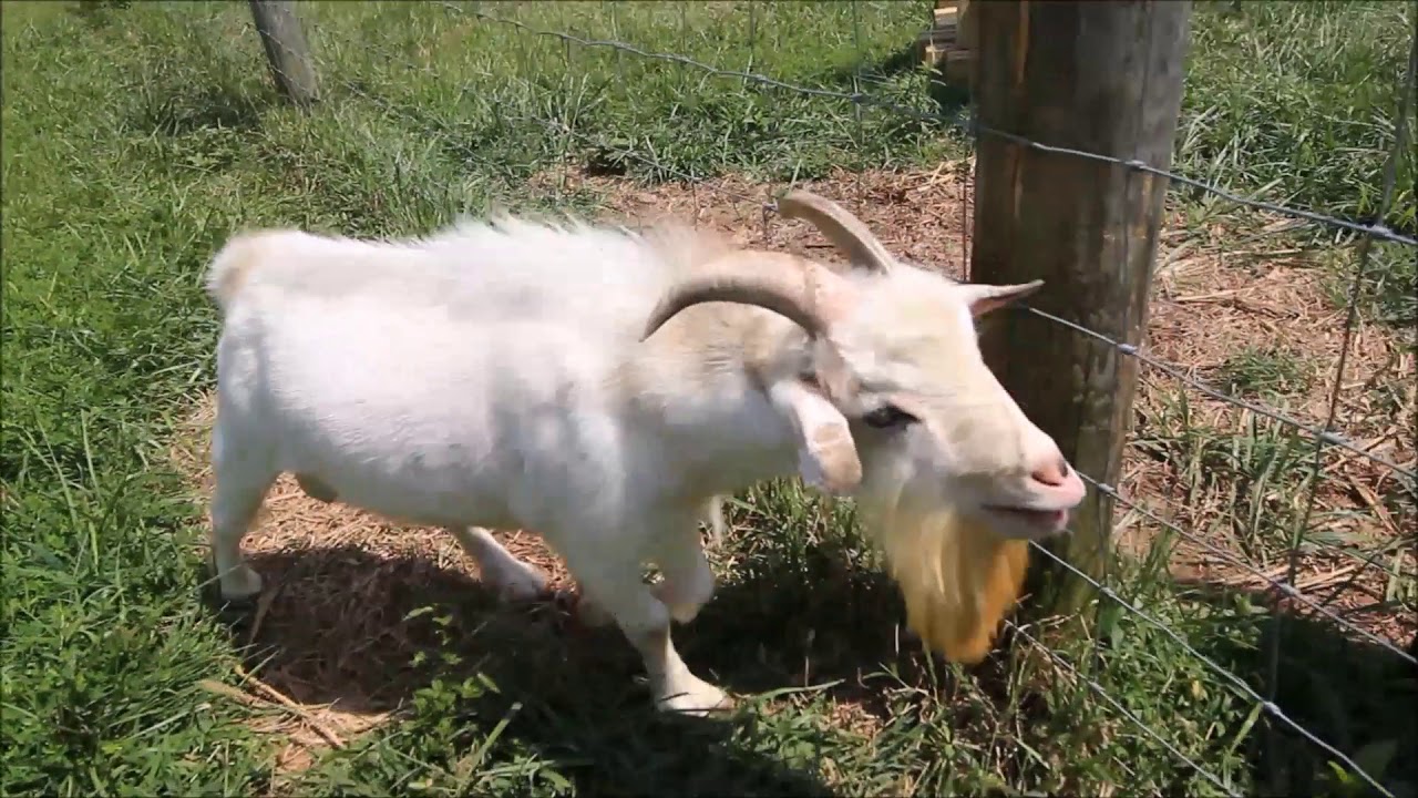 Farm Animal Tour - Our 1864 Farm - YouTube