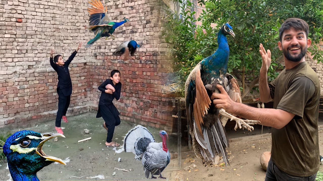 Hamara gabru ko pakarana ki nakam koshih 😂😂🤪 - YouTube