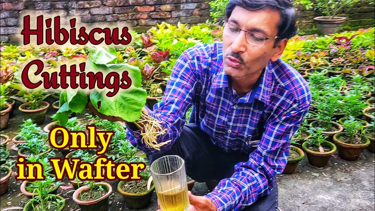 Amazing Results In Hibiscus Cuttings Grown In Water Only YouTube Amazing Results In Hibiscus Cuttings Grown In Water Only YouTube
