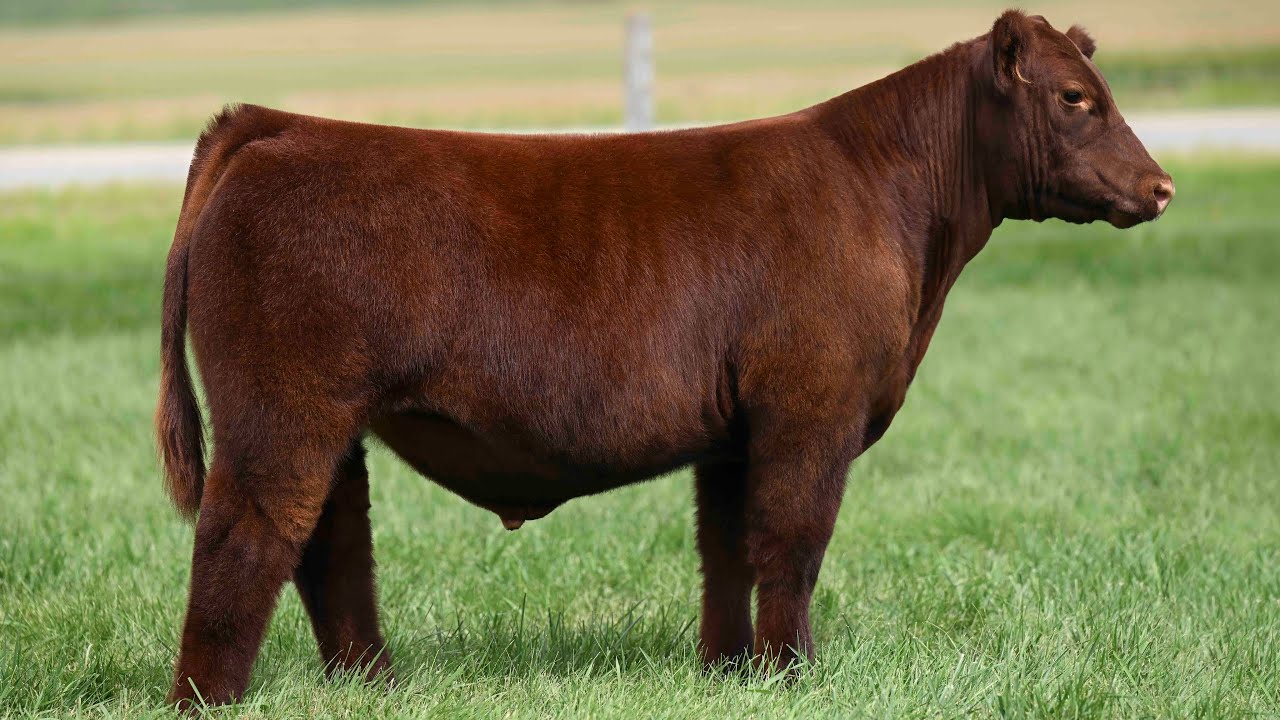 Boyert Core: Tag 108 - YouTube