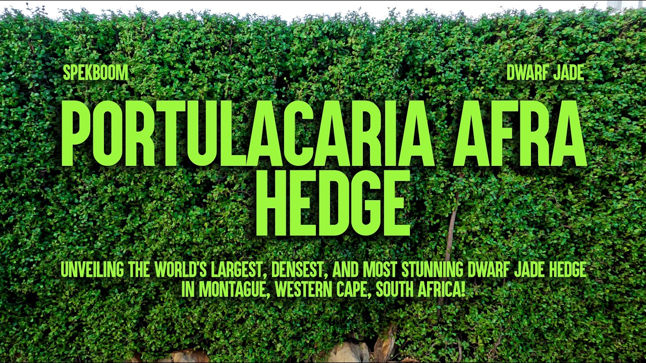 INSIDE the WORLD’S THICKEST Dwarf Jade Hedge in Montague, South Africa ...