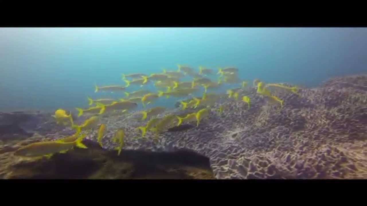 Sodwana Bay scuba diving 2014 HD (1080p) - YouTube