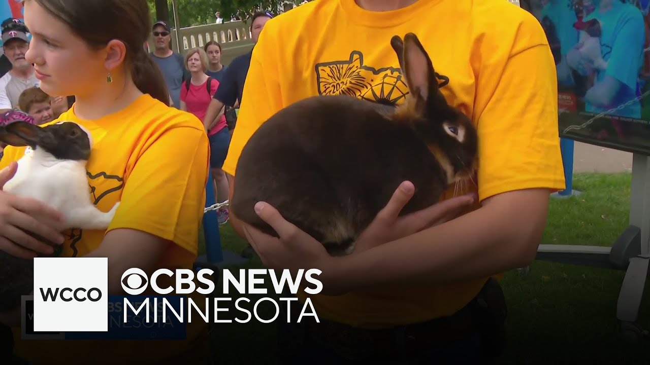 How do you show off a rabbit? These State Fair pros share. - YouTube