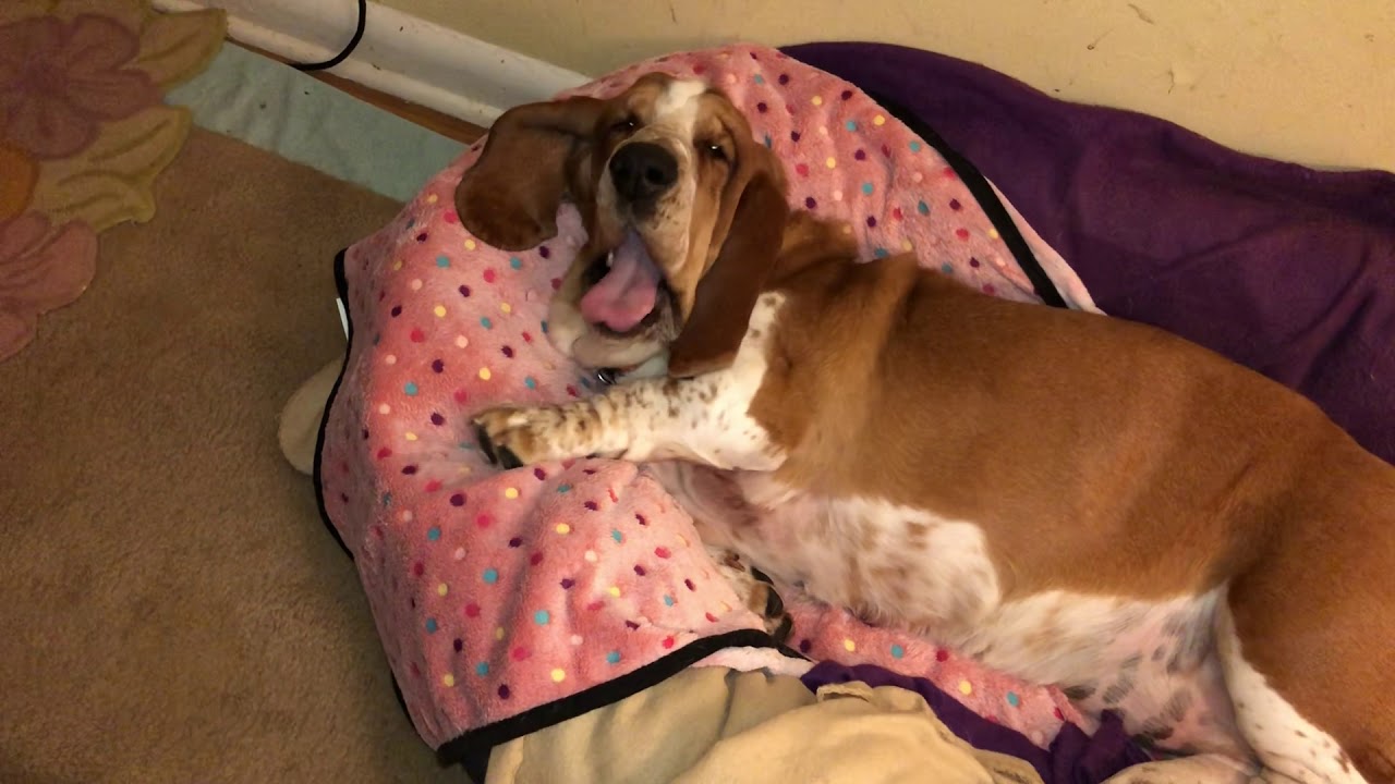 Mondays are “Ruff” - YouTube