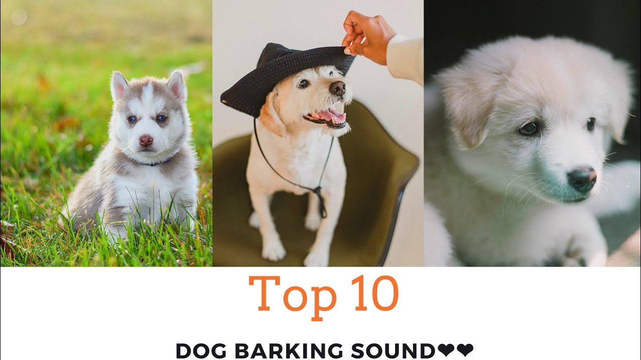 Dogz Compilation-TOP 10 Dog Barking videos compilation 2021♥Dog barking ...