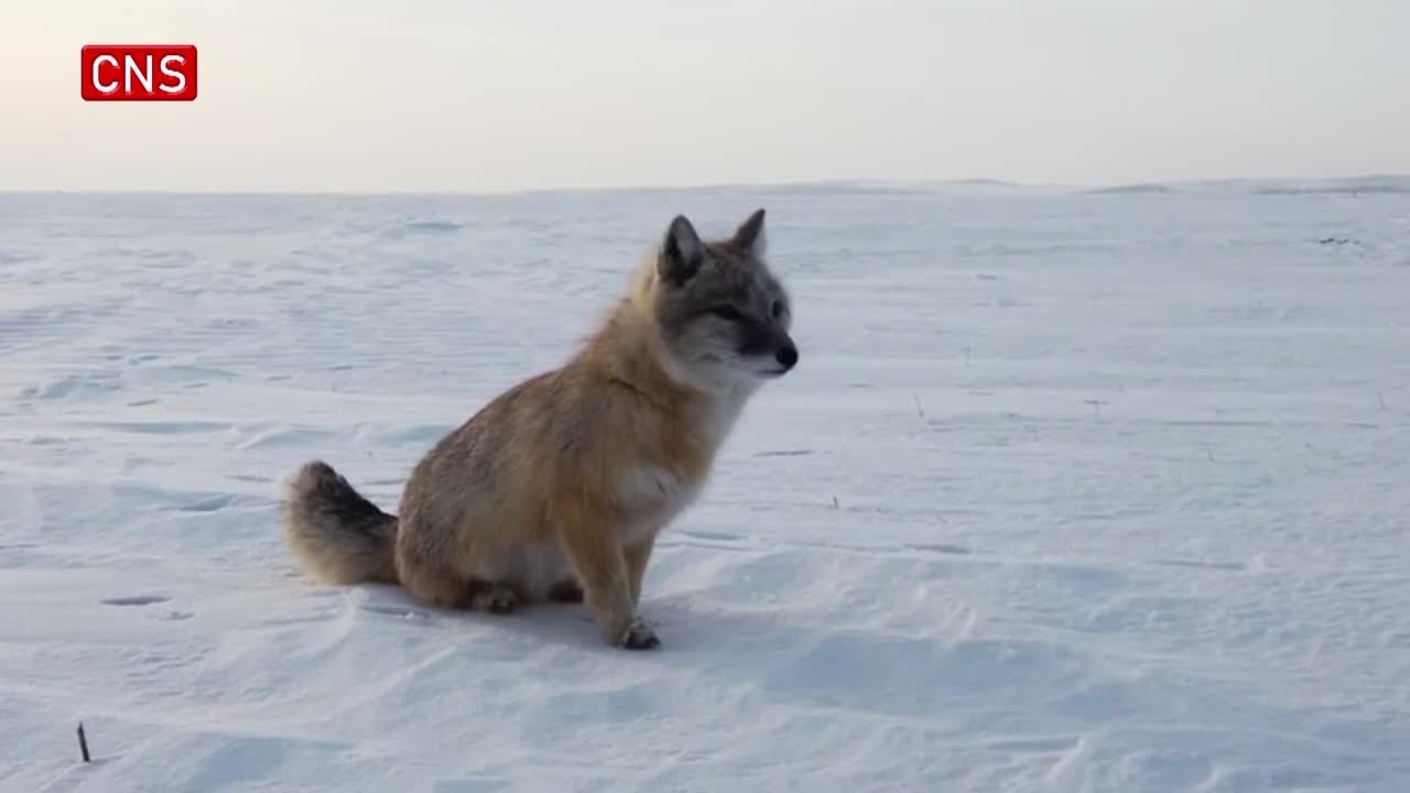 Rare corsac fox filmed on snow-covered grassland in Inner Mongolia ...