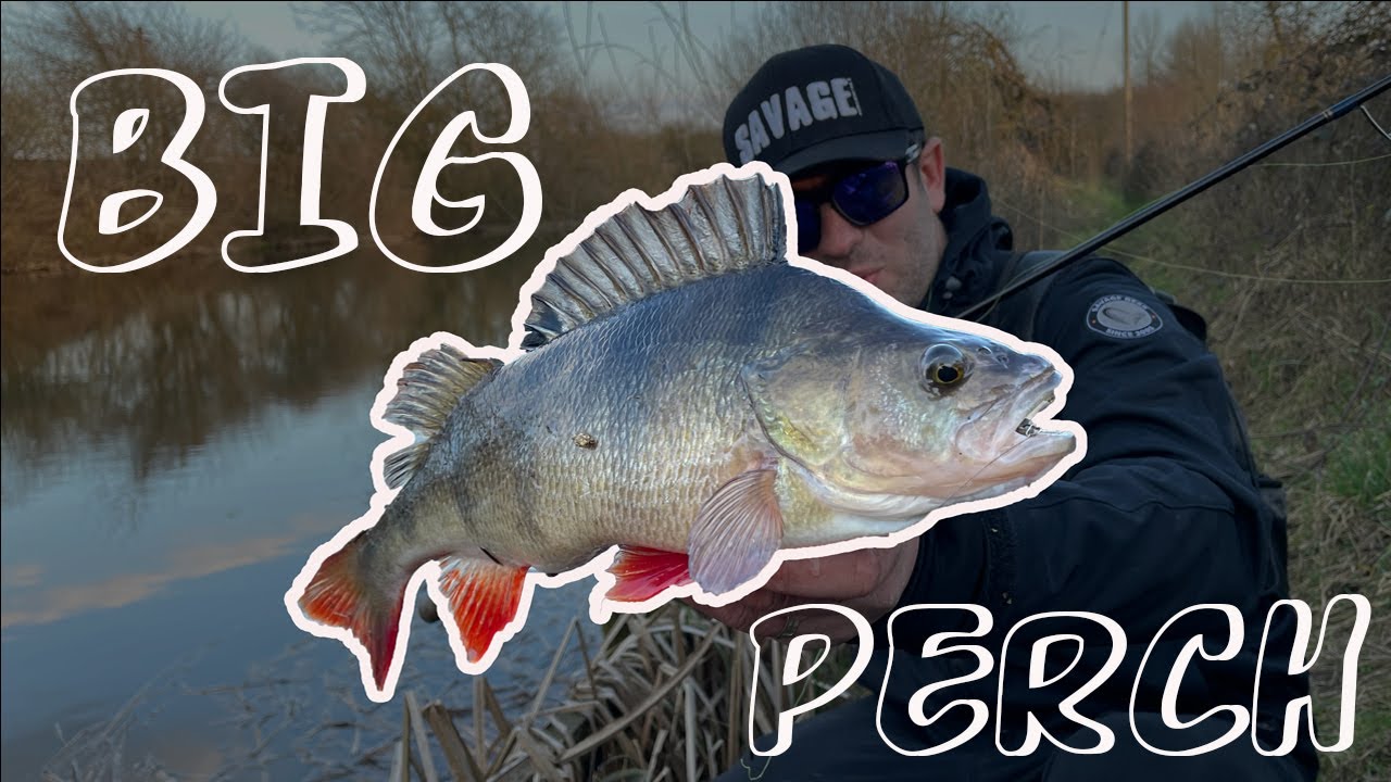 PERCH FISHING on a small lake | BIG PERCH - YouTube