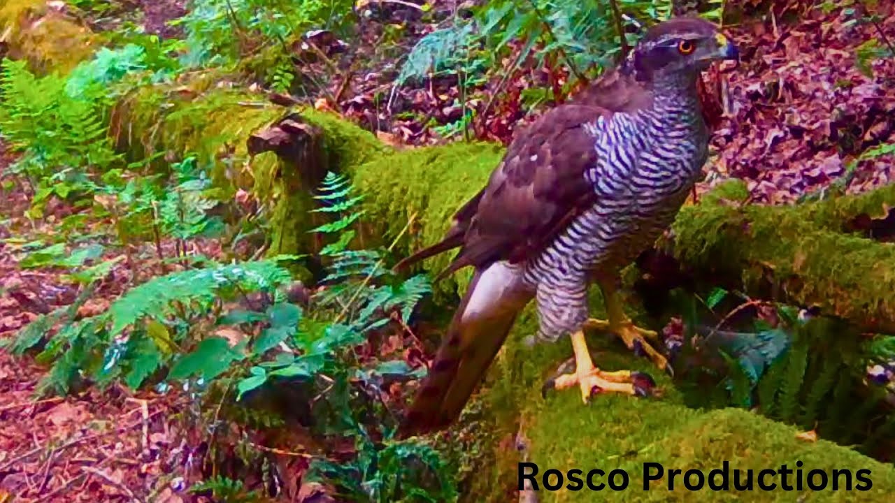 GOSHAWK Captured On Trail Camera Close Up!!!!!! - YouTube