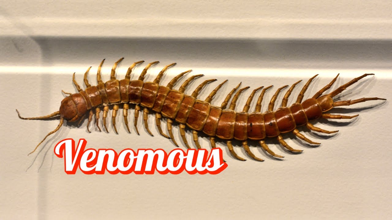 Jamaican Forty Leg - YouTube