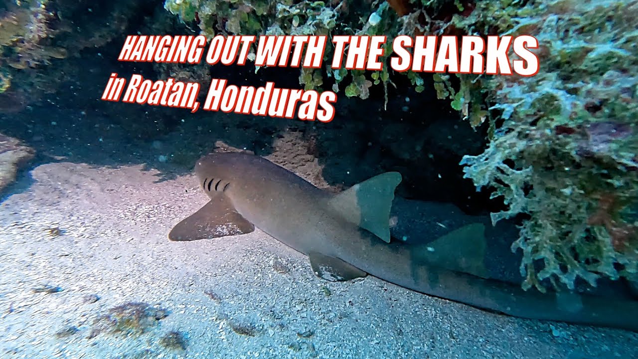 Hanging out with the Sharks in Roatan, Honduras 4K - YouTube