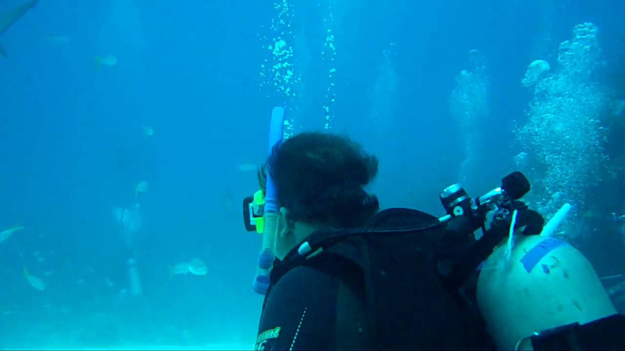 Blackbeards Shark feed March 2010 Bahamas Scuba Dive - YouTube