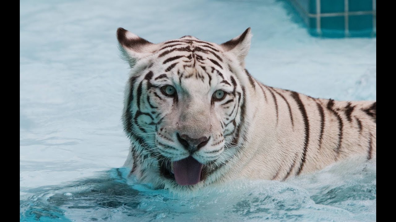 White Tiger in the Water - YouTube
