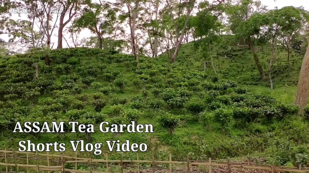 Green Tea 🍵 Garden in ASSAM ♥️ - YouTube