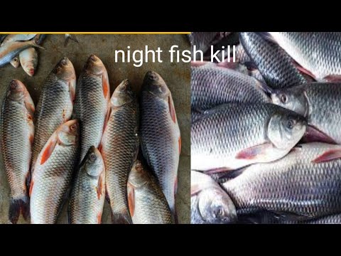 how to night fish catching - YouTube