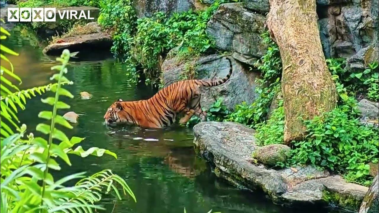 Animal Movie | Meet The Most Powerful Predators in Nature: Tiger, Hyena ...