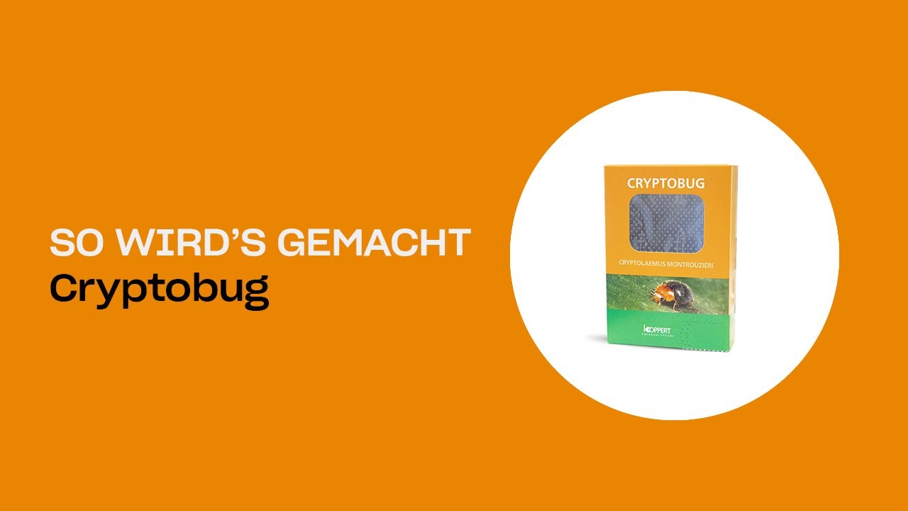 So wird's gemacht - Koppert Cryptobug - YouTube