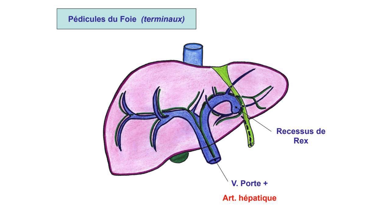 Cours de Médecine par le Pr Chafik Bouzid - YouTube