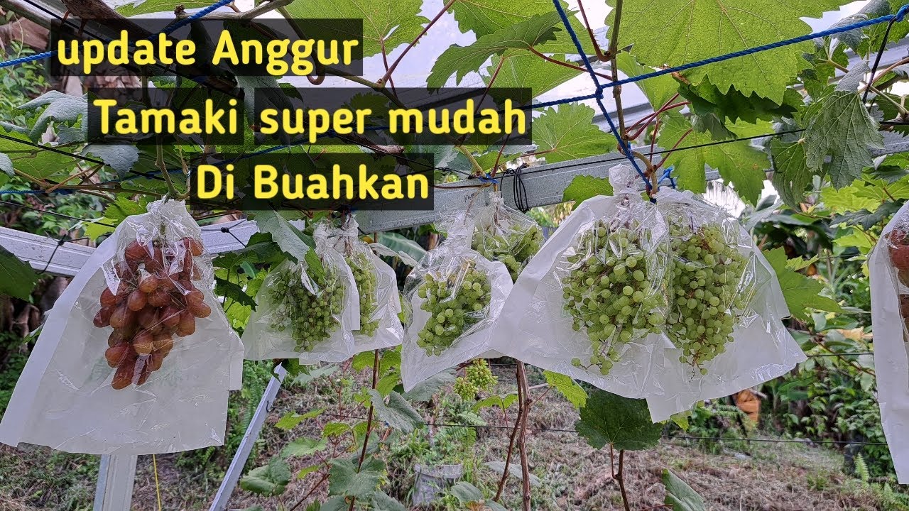 Anggur varietas baru Recomendasi untuk di Tanam /update Anggur Tamaki ...