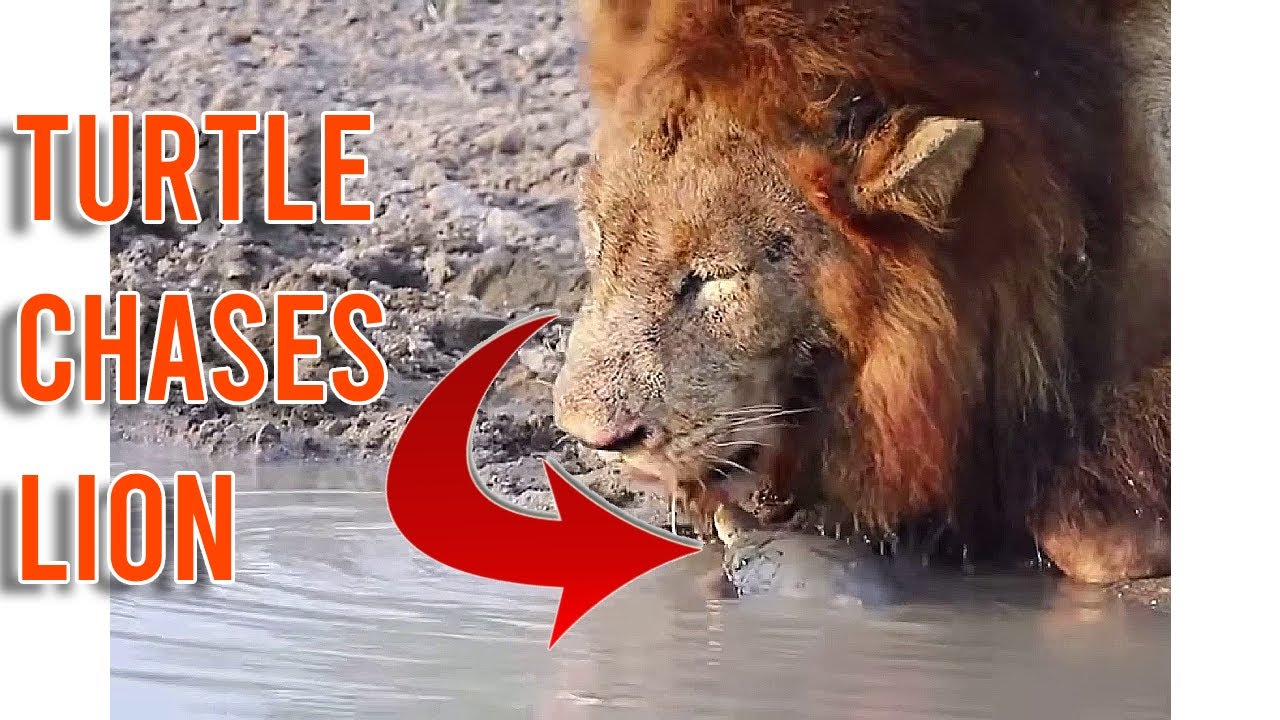 Lion Chased From Water By TURTLE - YouTube