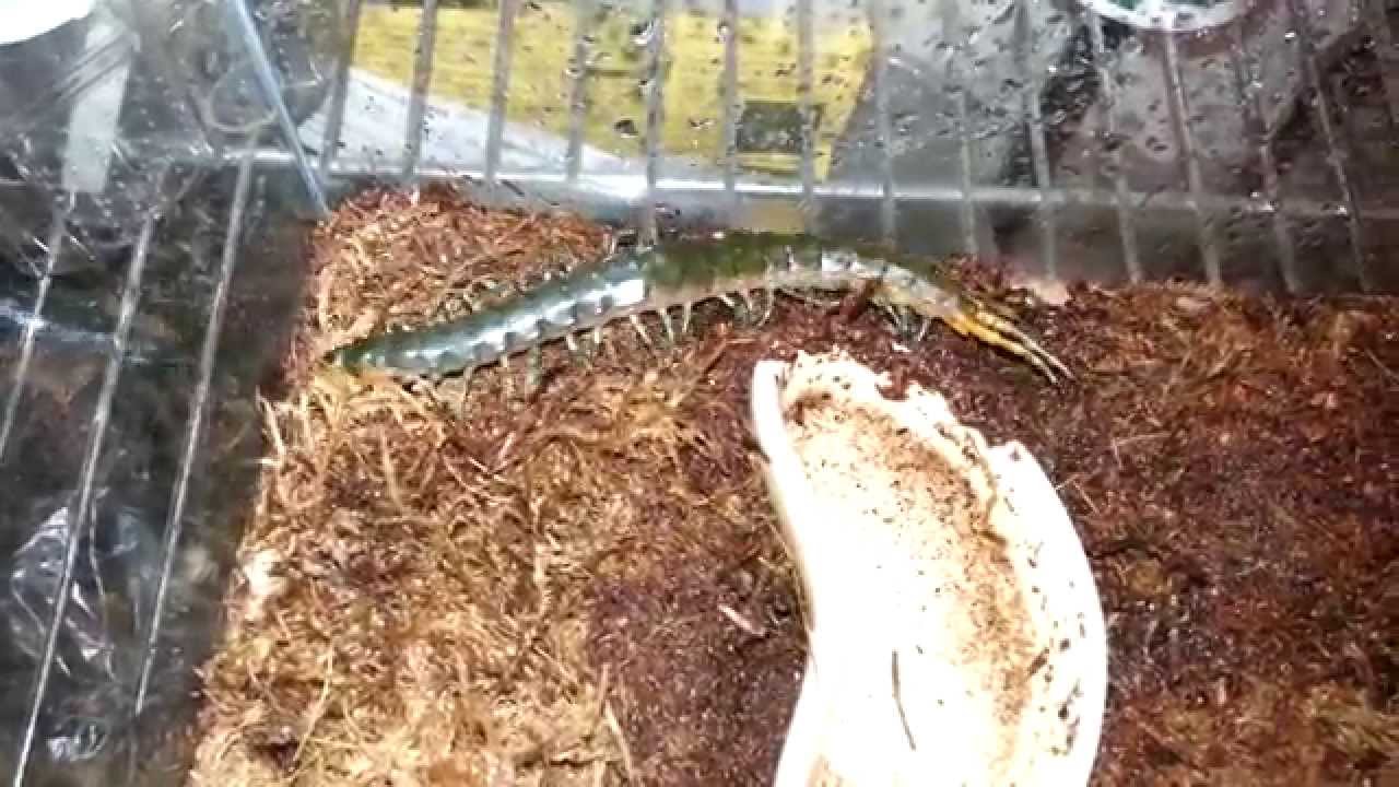 Tanzanian Blue Leg Centipede exploring his enclourse. - YouTube