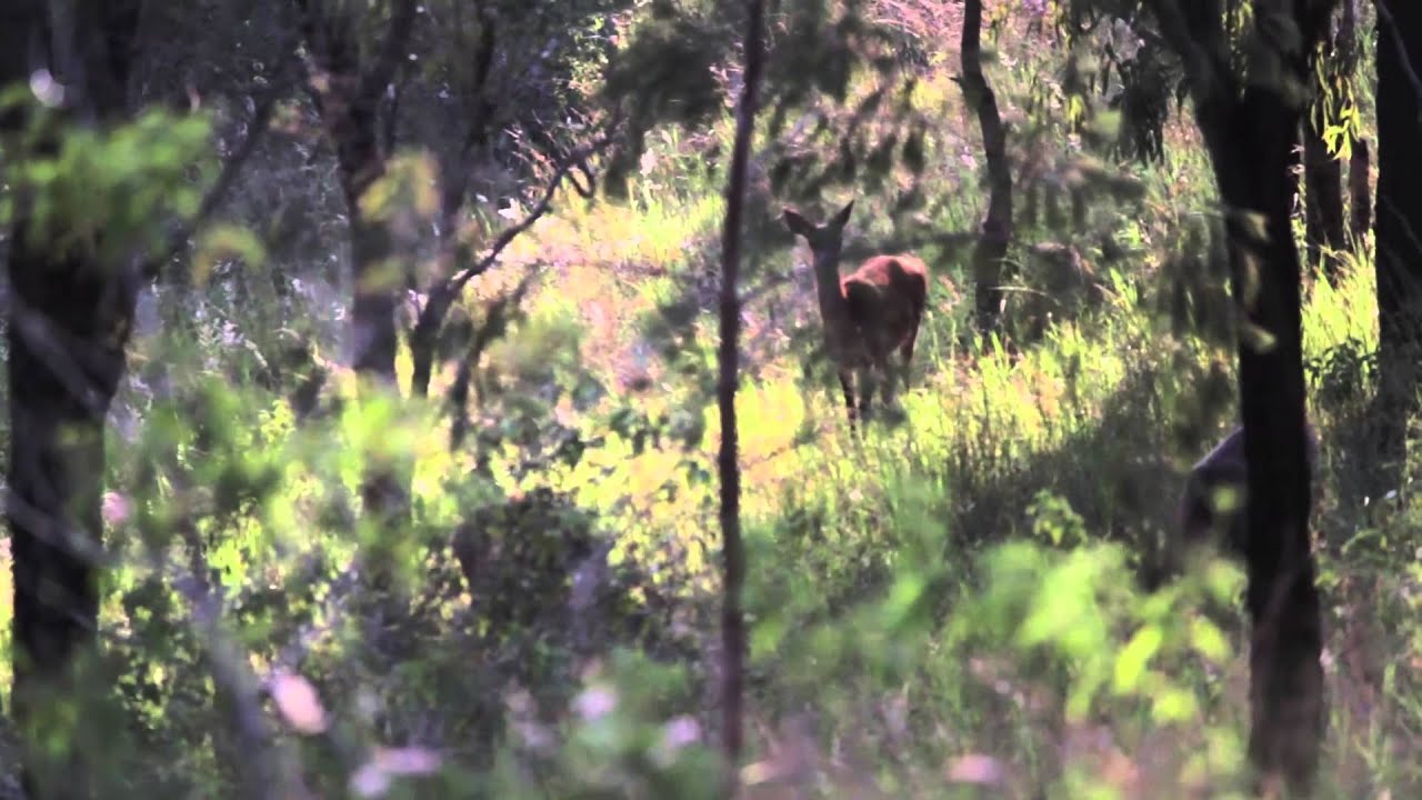 Queensland Reds - Deer - YouTube