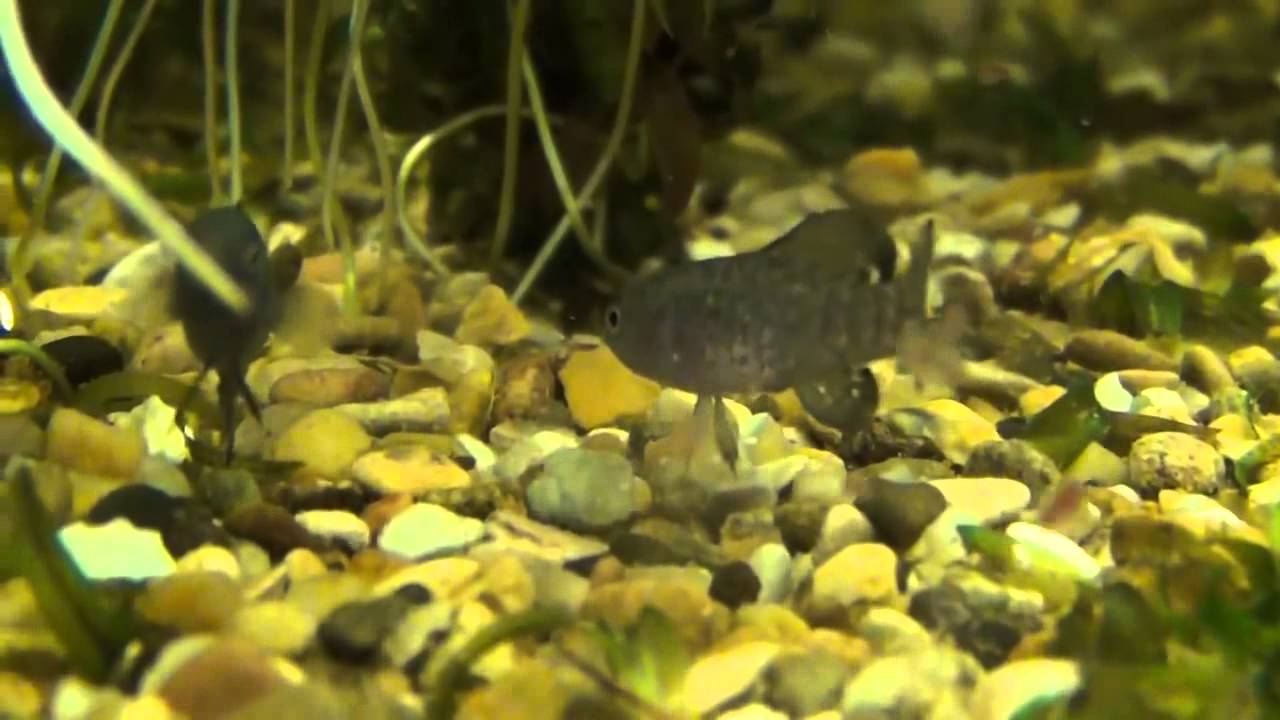 Everglades Pygmy Sunfish (Elassoma evergladei) for sale at Tyne Valley ...