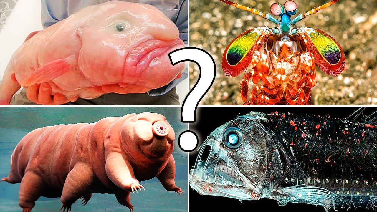 Los 15 Animales más RAROS y ATERRADORES del OCÉANO que no CONOCÍAS ...