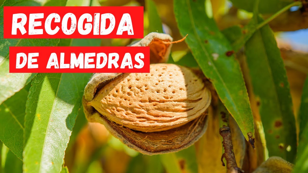 🟢 RECOLECCIÓN DE ALMENDRAS. COSECHA DE FORMA TRADICIONAL. Prunus dulcis ...