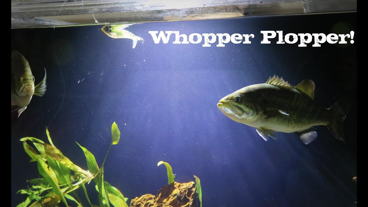 Pet Bass ATTACK Fishing Lures!! - YouTube