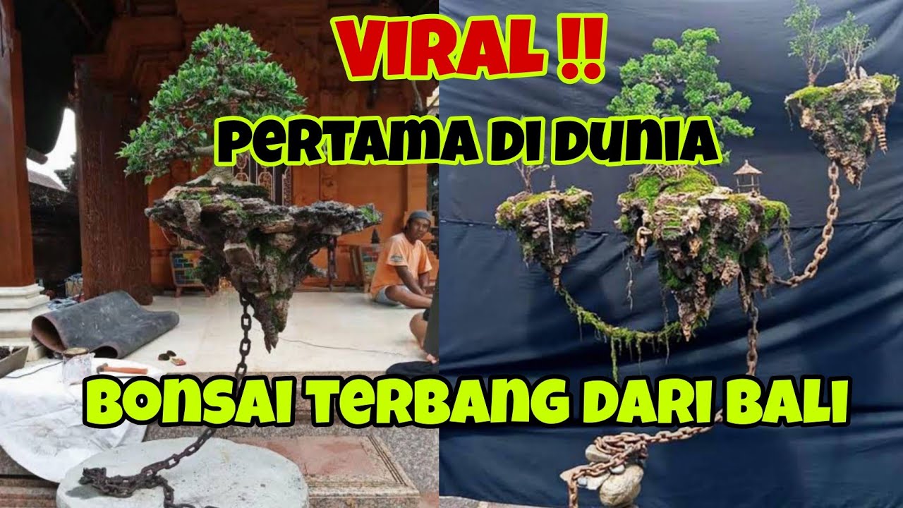 cara membuat bonsai Avatar || bonsai terbang pertama di dunia - YouTube