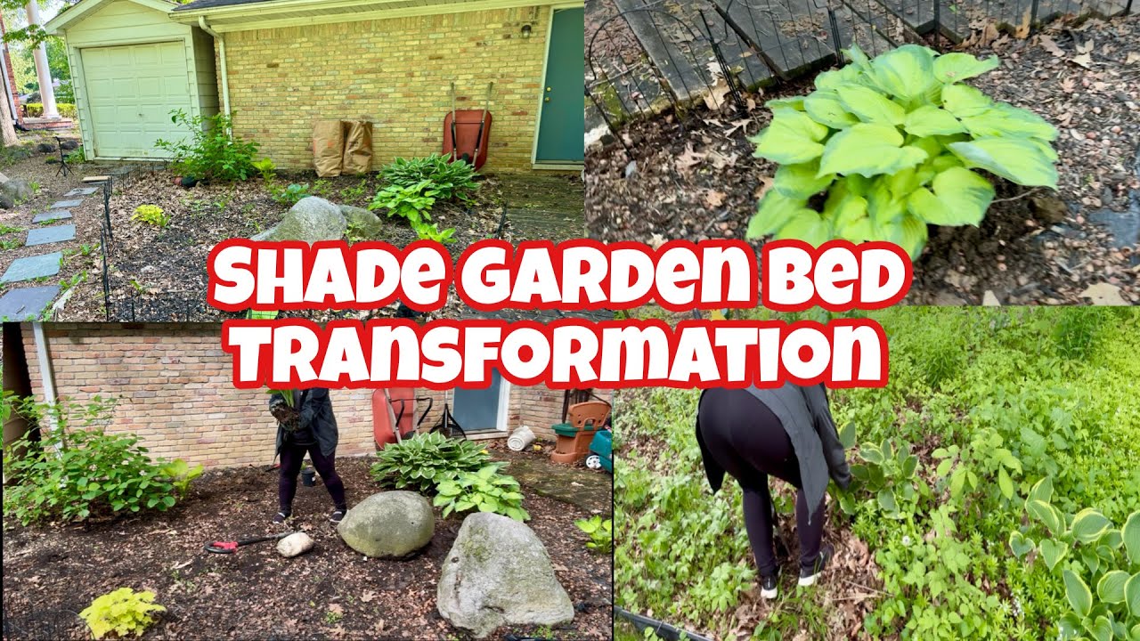 SHADE GARDEN BED TRANSFORMATION- moving hostas, astilbe, heuchera and splitting hostas - YouTube