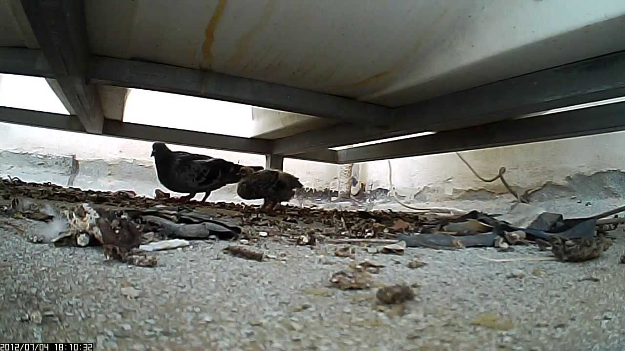 Roof HD camera Pigeons - YouTube