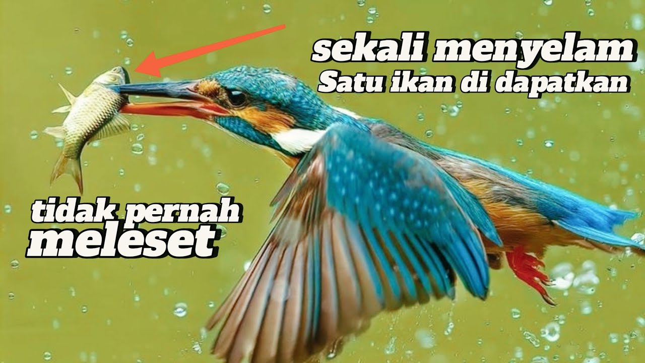 Burung Raja udang || Kingfisher burung dengan kemampuan menangkap ikan ...