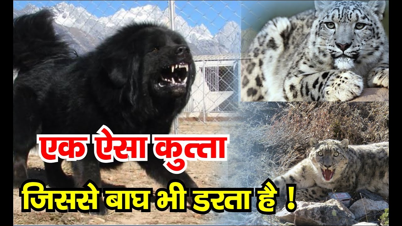 Bhotiya Dog | Gaddi Dog | Himalayan mastiff | Himalayan sheep dog ...